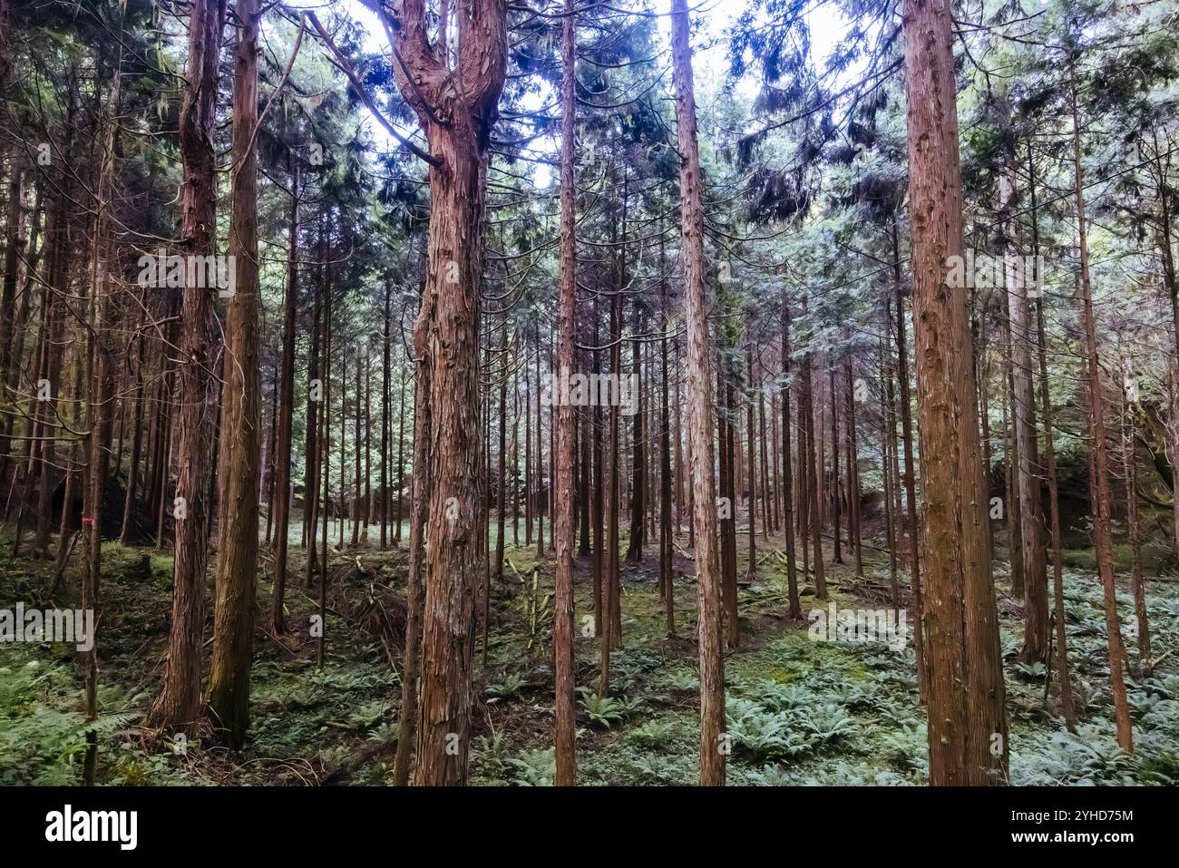Nakasendo Trail Landscape in Japan Stock Photo - Alamy