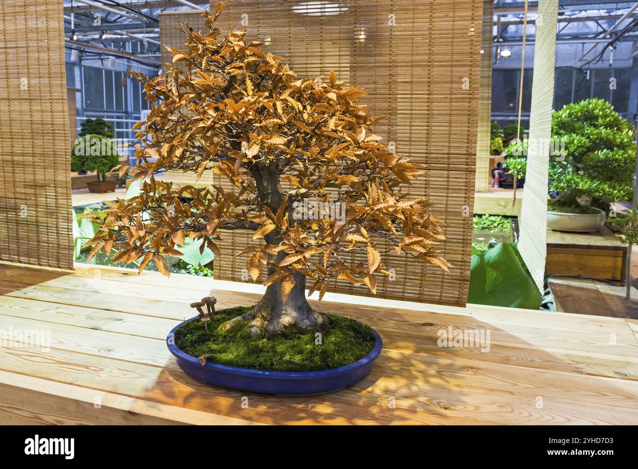 Japanese blue beeches hi-res stock photography and images - Alamy