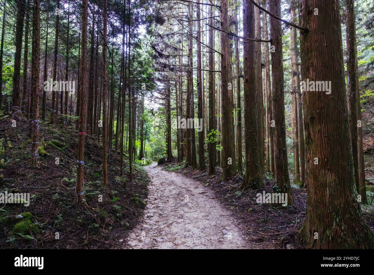Nakasendo Trail Landscape in Japan Stock Photo - Alamy