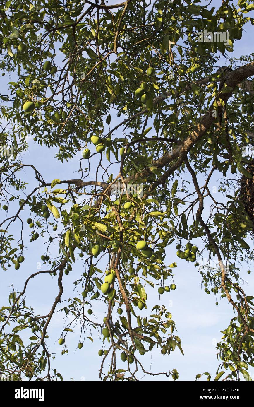 Mangoes on a tree, Sri Lanka, Asia Stock Photo - Alamy
