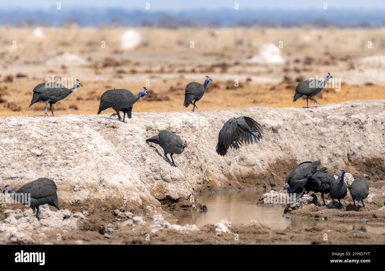Guinea fowl in their natural habitat hi-res stock photography and ...