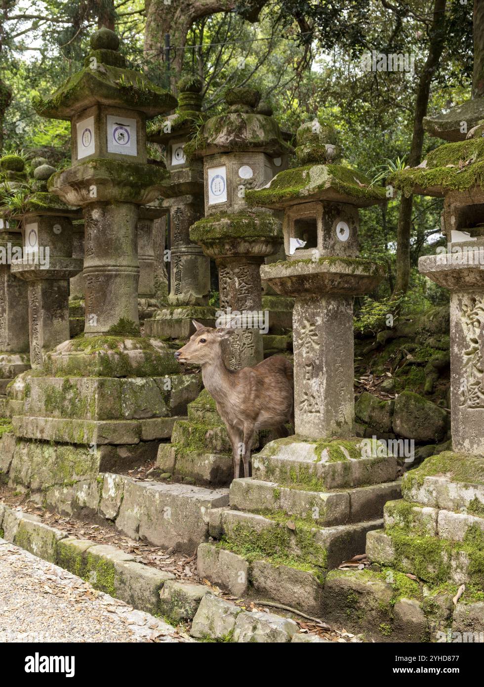 Deer and stone lanterns, Kasuga-taisha shrine, Nara, Japan, Asia Stock ...