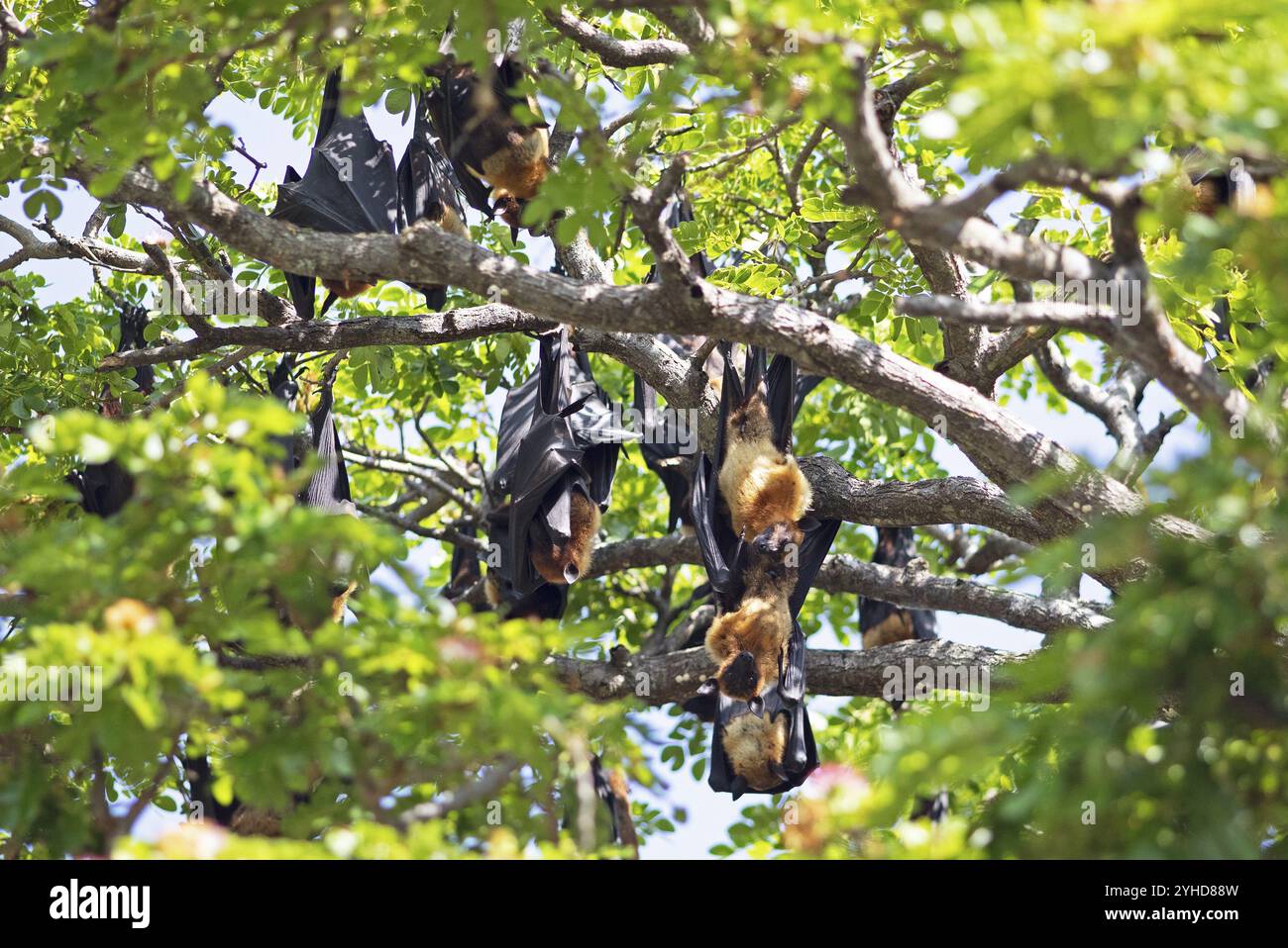 Flying foxes (Pteropodidae) hanging in a tree, Tissamaharama, Southern ...