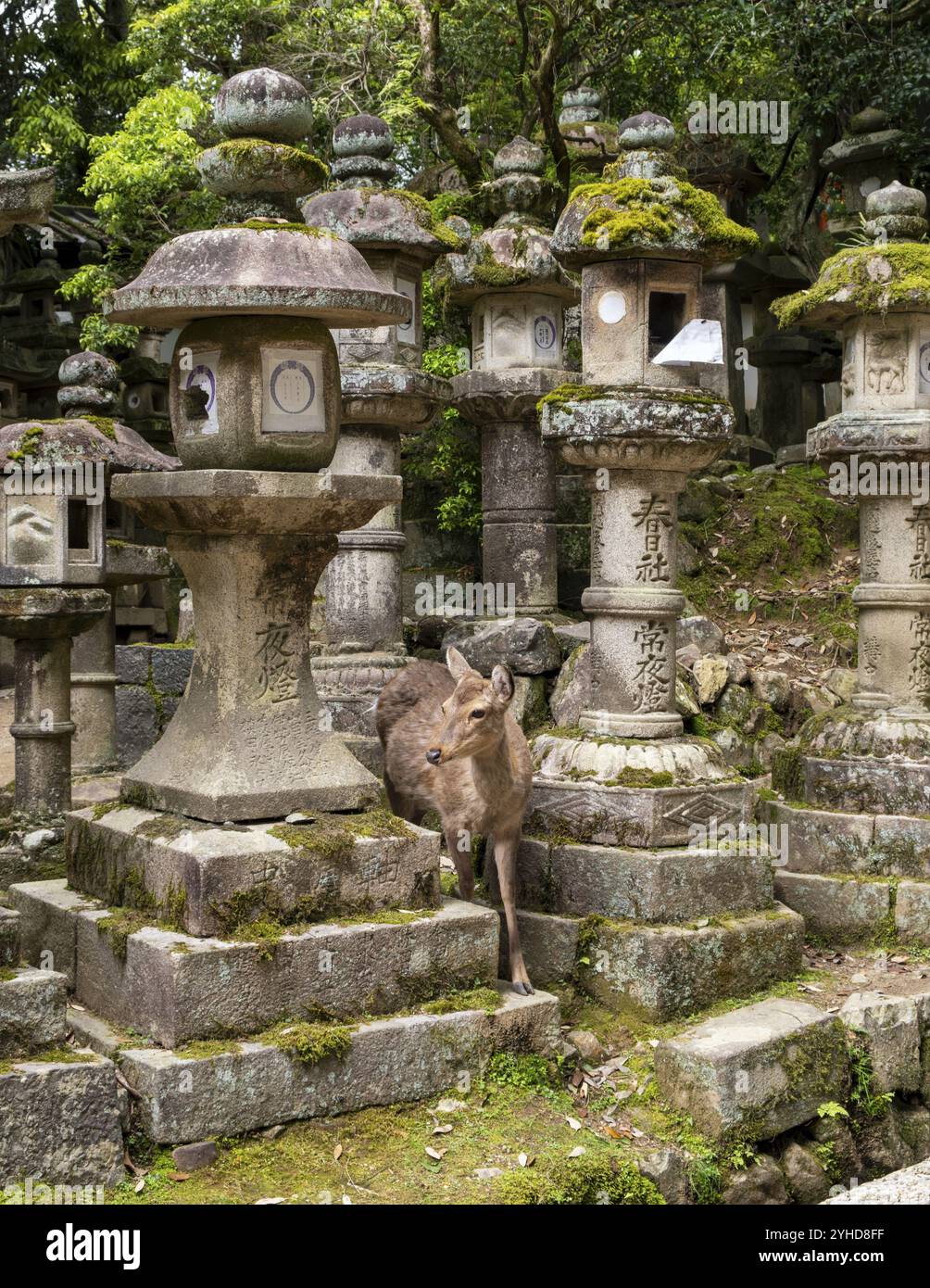 Deer and stone lanterns, Kasuga-taisha shrine, Nara, Japan, Asia Stock ...
