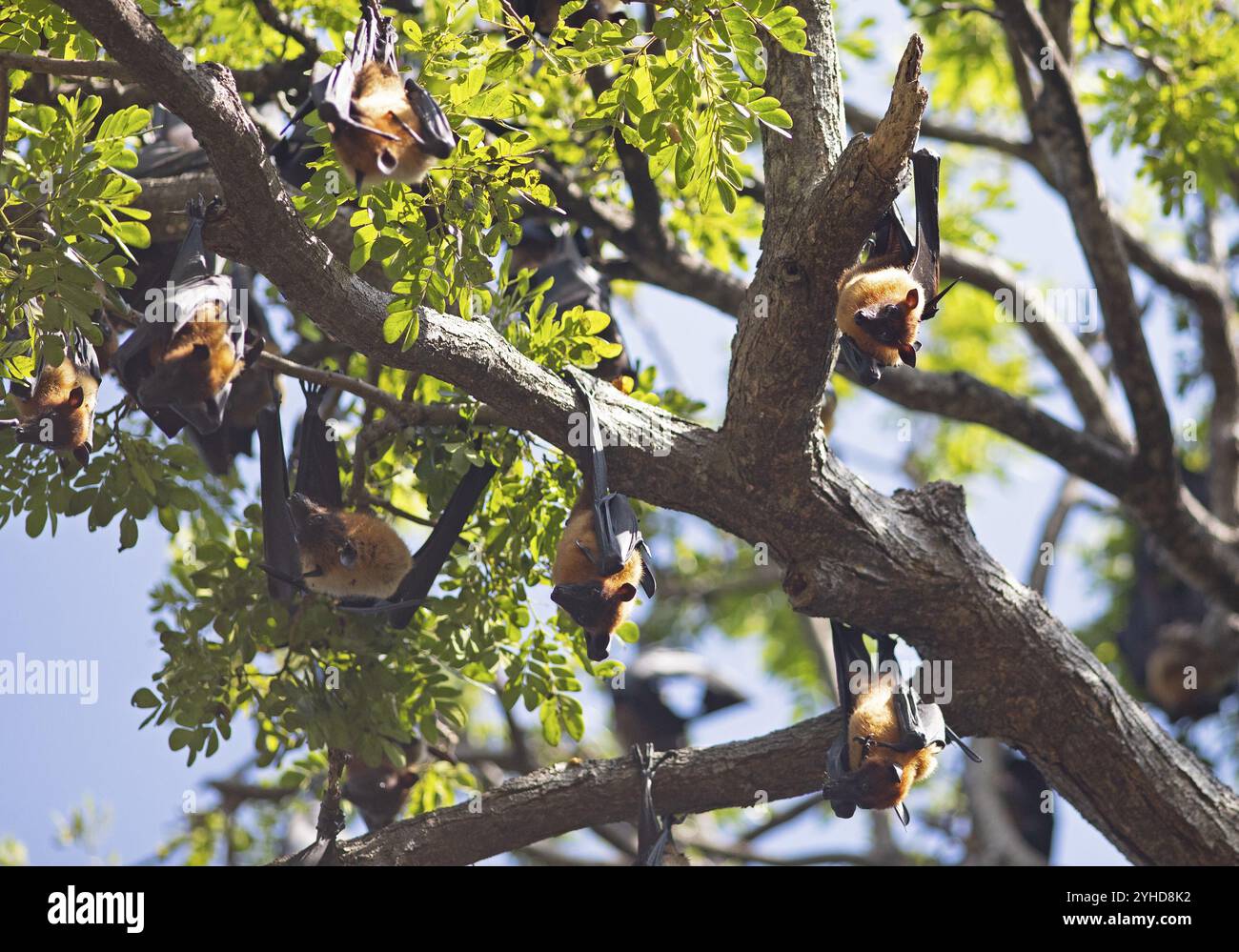 Flying foxes (Pteropodidae) hanging in a tree, Tissamaharama, Southern ...