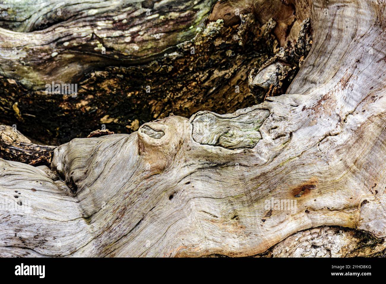 Dried trunks hi-res stock photography and images - Alamy