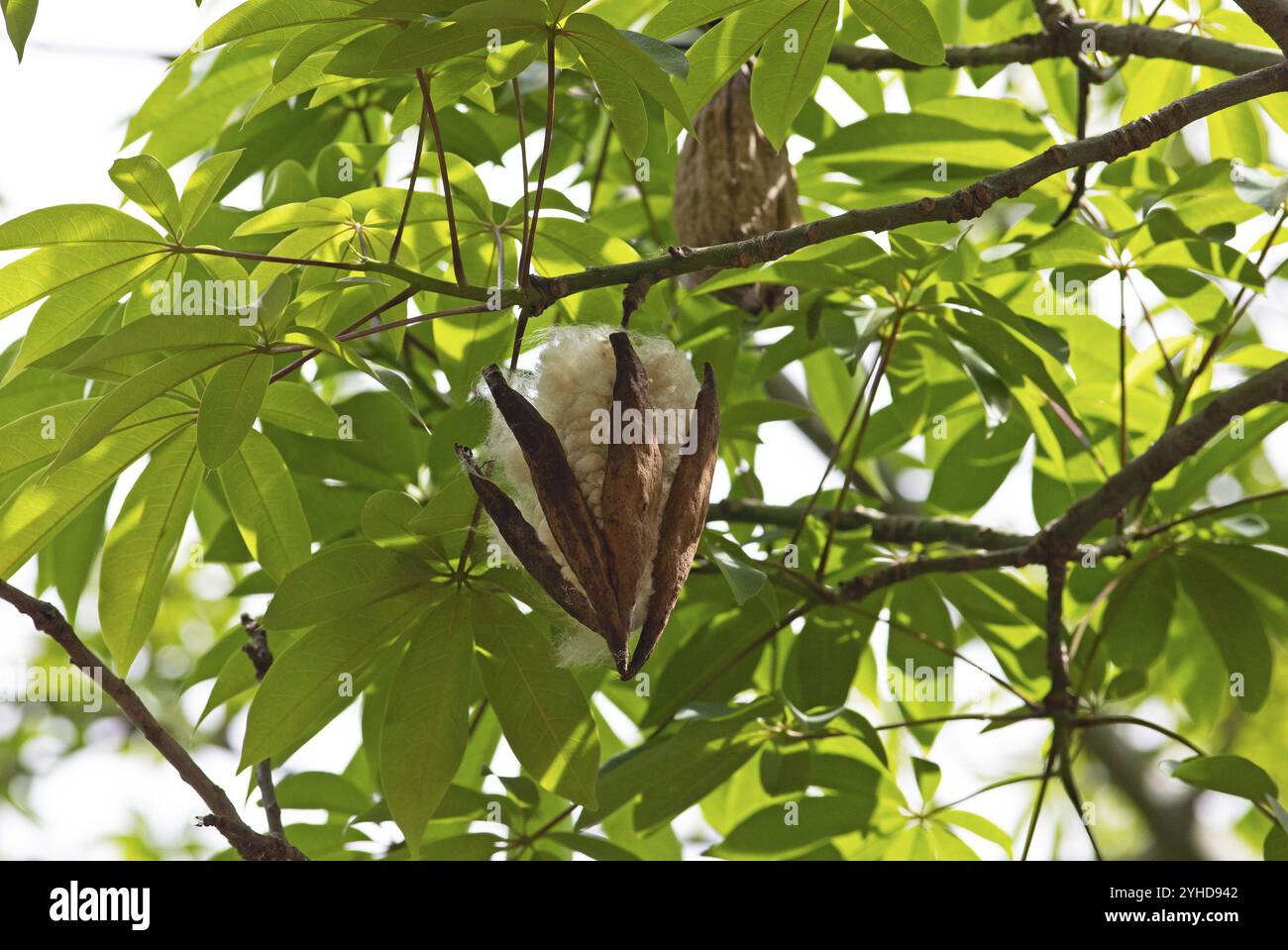 Fruit of the Bombax ceiba (Bombax ceiba), Tissamaharama, Southern ...