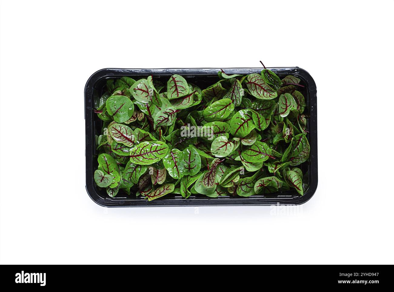 Sorrel, bloody Mary, fresh baby sorrel leaves, with red veins ...