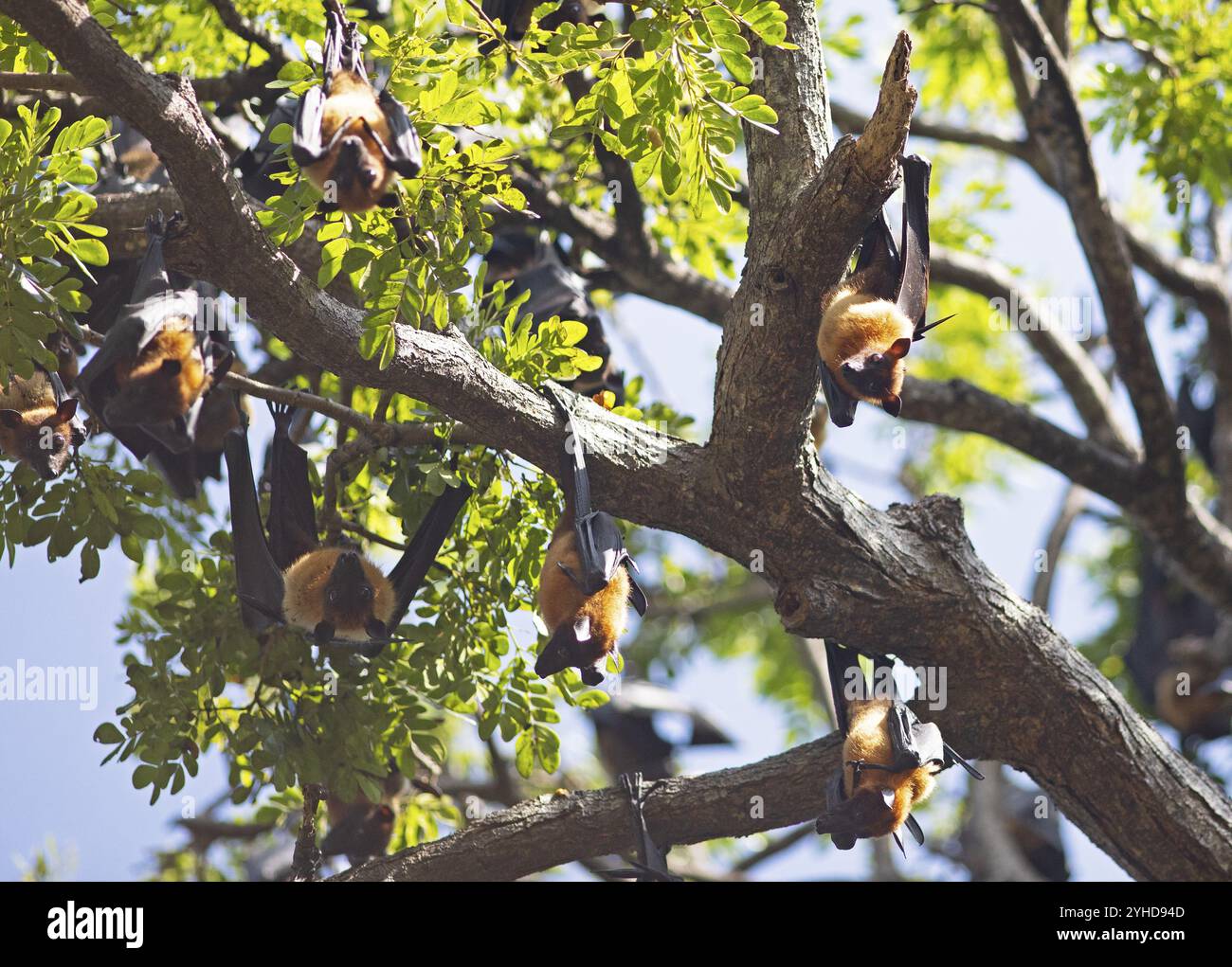 Flying foxes (Pteropodidae) hanging in a tree, Tissamaharama, Southern ...