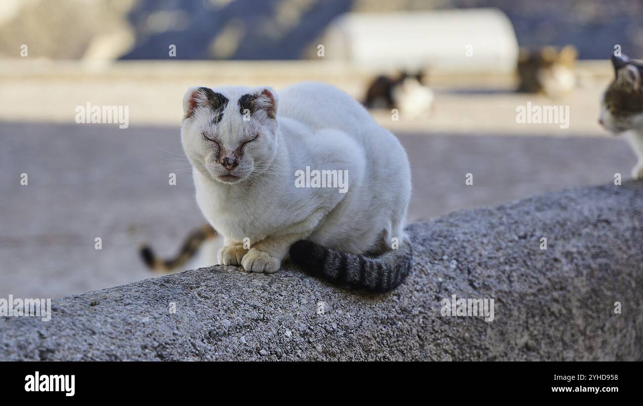 A white cat sits quietly on a wall outside a building, cat (n), Olymbos ...