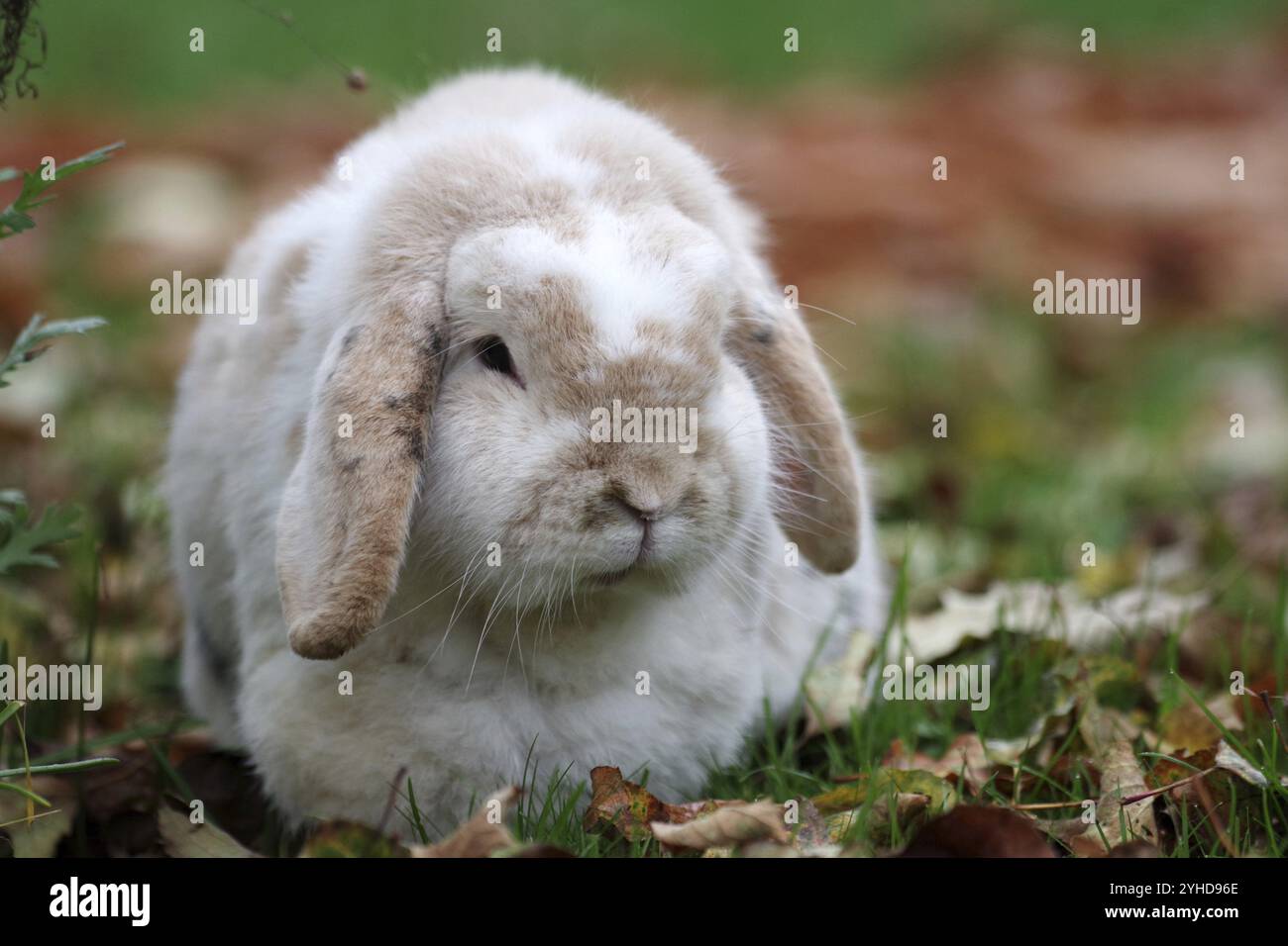 Big lops hi-res stock photography and images - Alamy