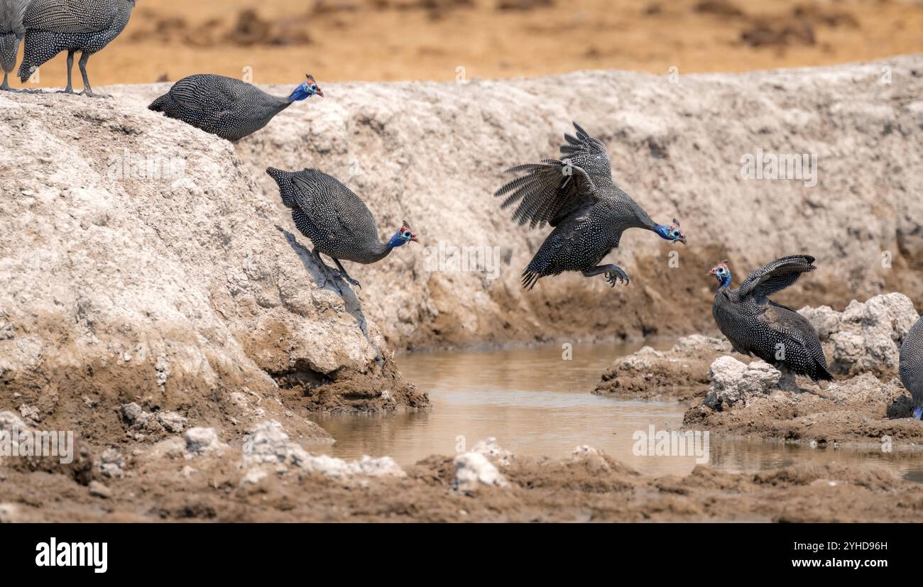 Helmeted guinea fowl (Numida meleagris), group at the waterhole, guinea ...