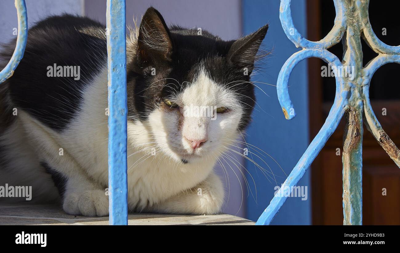 Black and white cat watching attentively through a blue railing, cat (n ...
