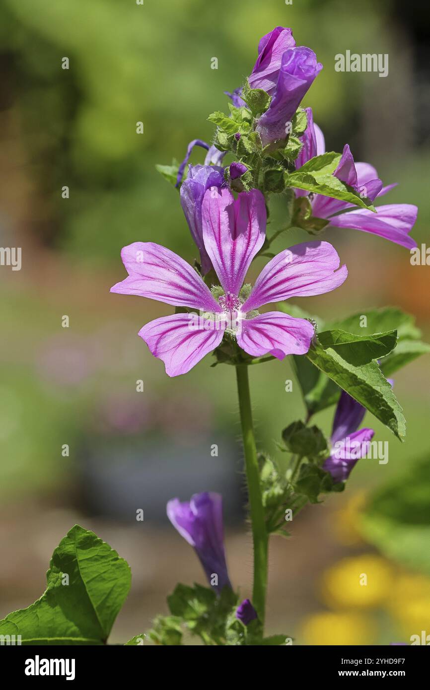 Common mallow (Malva sylvestris), flower in a meadow, medicinal plant ...