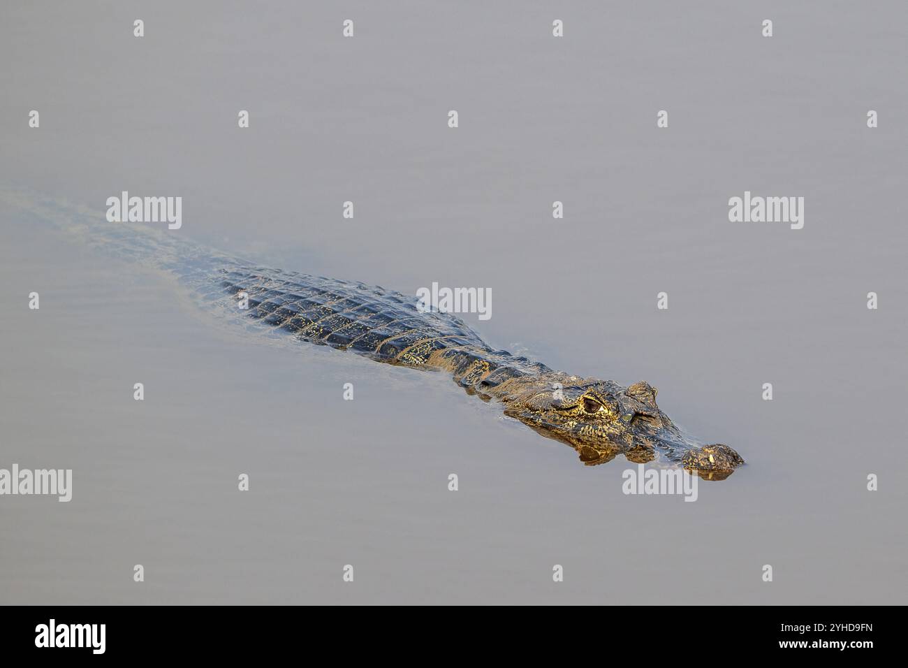 Spectacled caiman (Caiman crocodilus yacara), Alligator (Alligatoridae ...