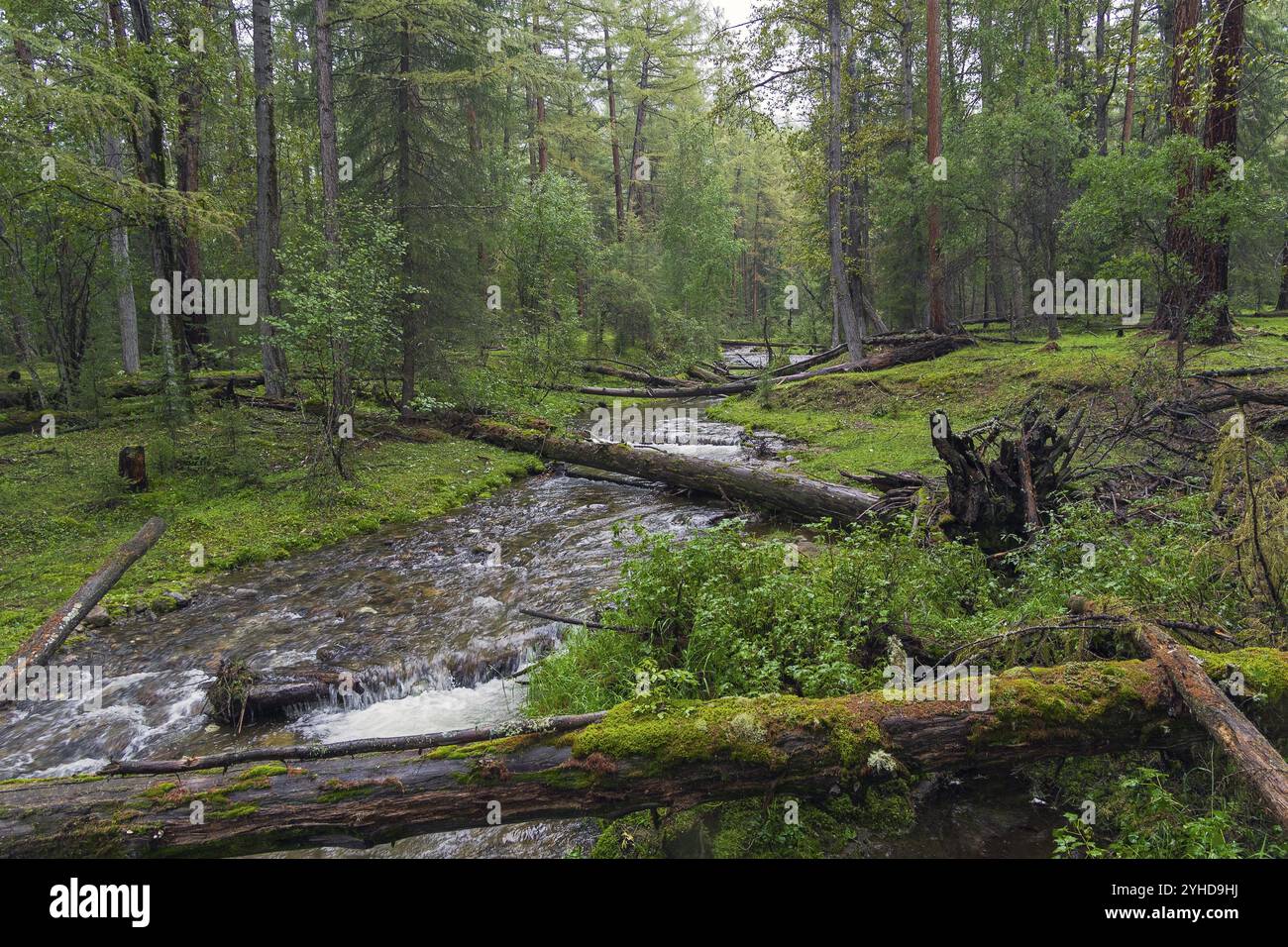 Beautiful transparent creek in the Siberian taiga. Buryatia, Russia ...