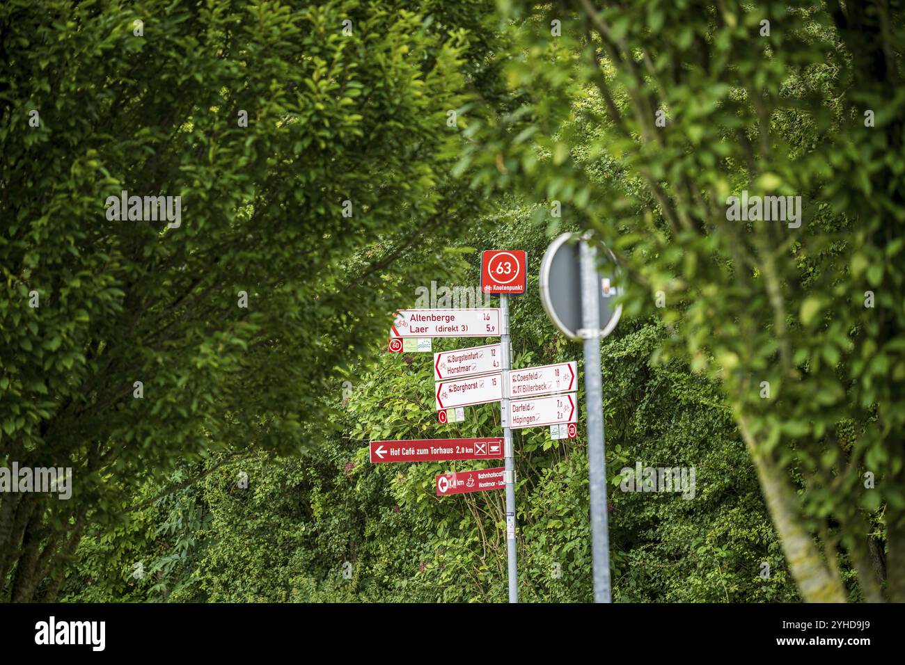 Road signs with directions amidst green leaves, summer atmosphere ...