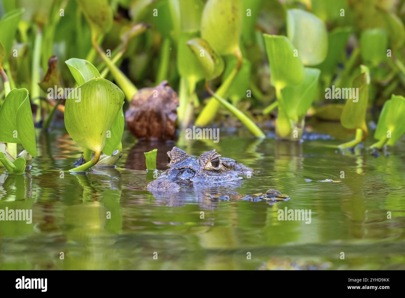 Spectacled caiman (Caiman crocodilus yacara), Crocodile (Alligatoridae ...