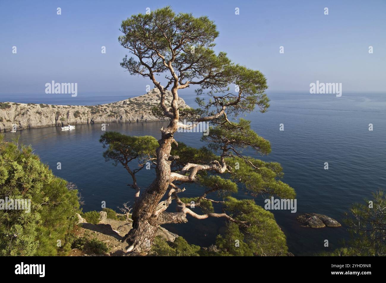 Pine on a rock hi-res stock photography and images - Alamy