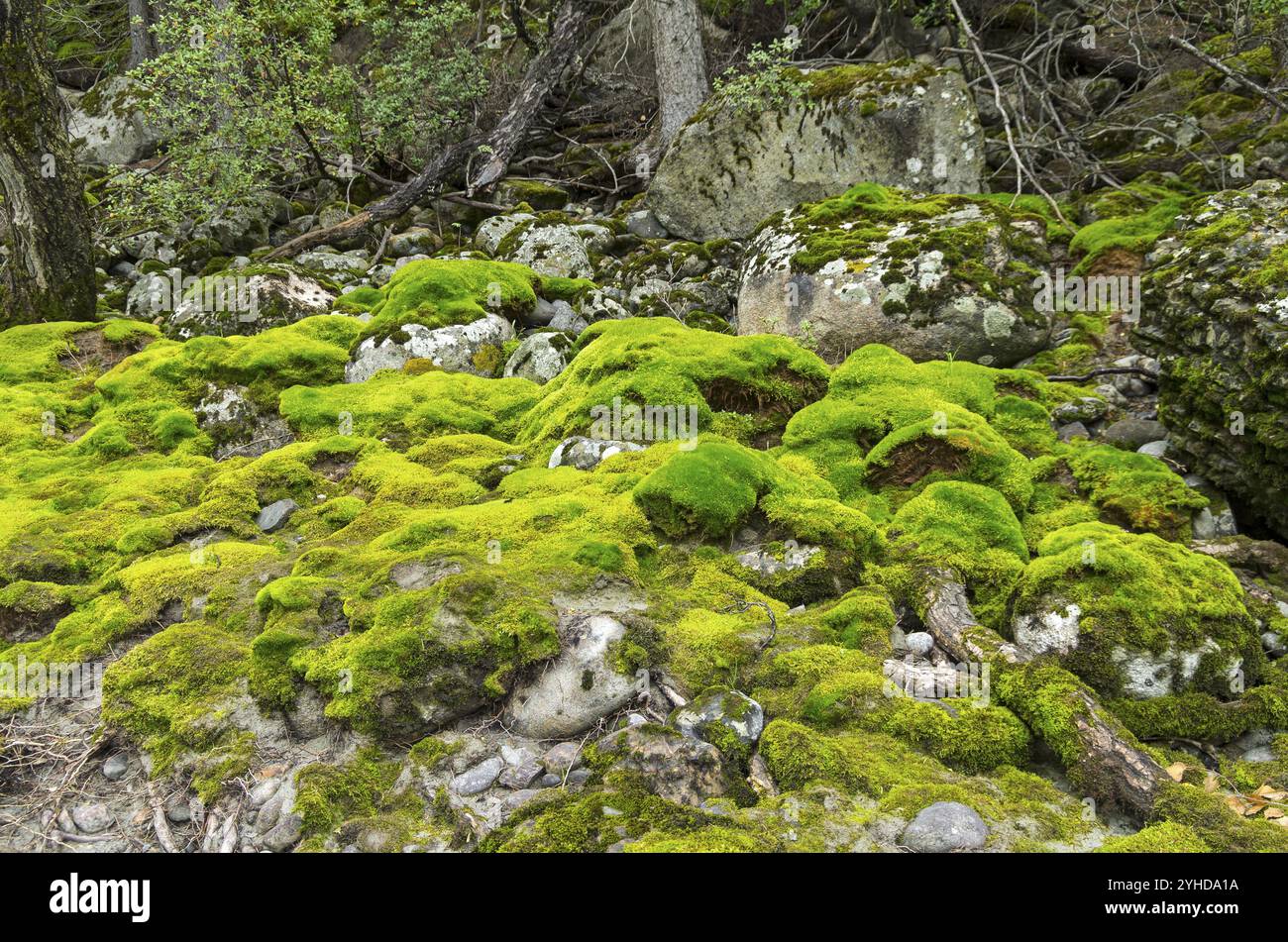 Little rocky clearing in the woods on the hillside. Altai Mountains ...