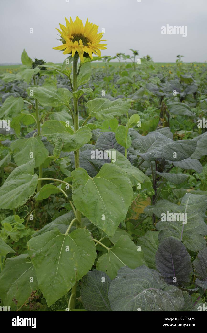 Intercropping with sunflower and Abyssinian cabbage, agriculture ...