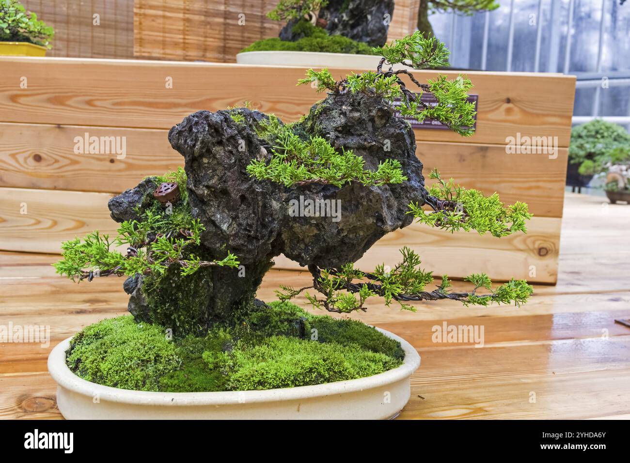 Bonsai, Chinese juniper (Juniperus chinensis) . Age, about 10 years ...