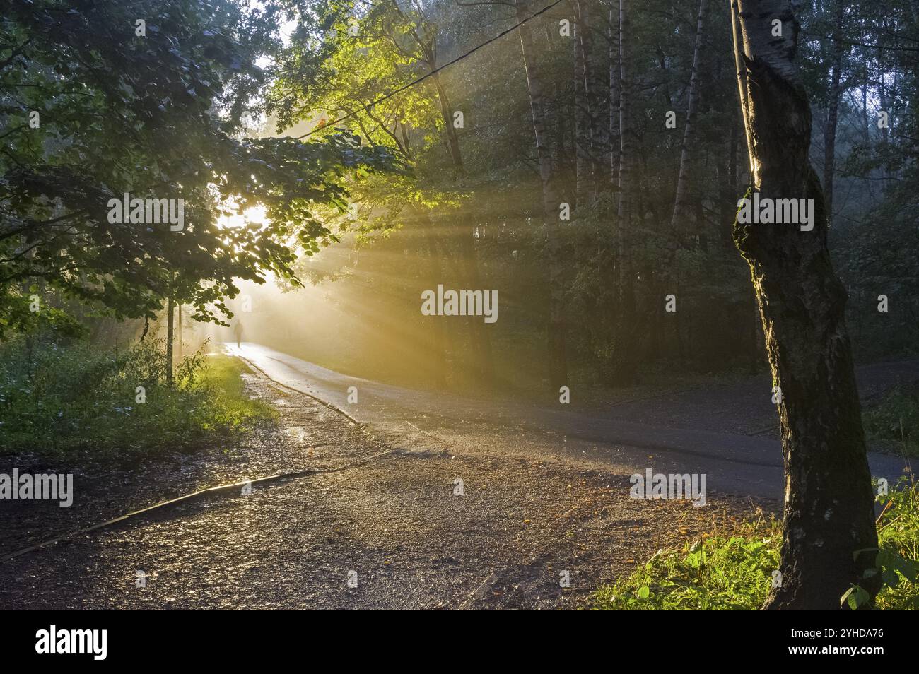 The sun's rays break through the fog. Early evening Stock Photo - Alamy