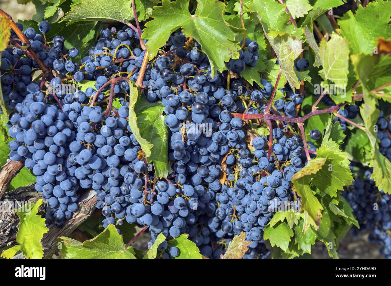 Blue grape clusters hi-res stock photography and images - Alamy