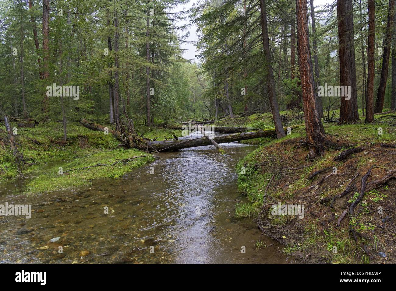 Beautiful transparent creek in the Siberian taiga. Buryatia, Russia ...