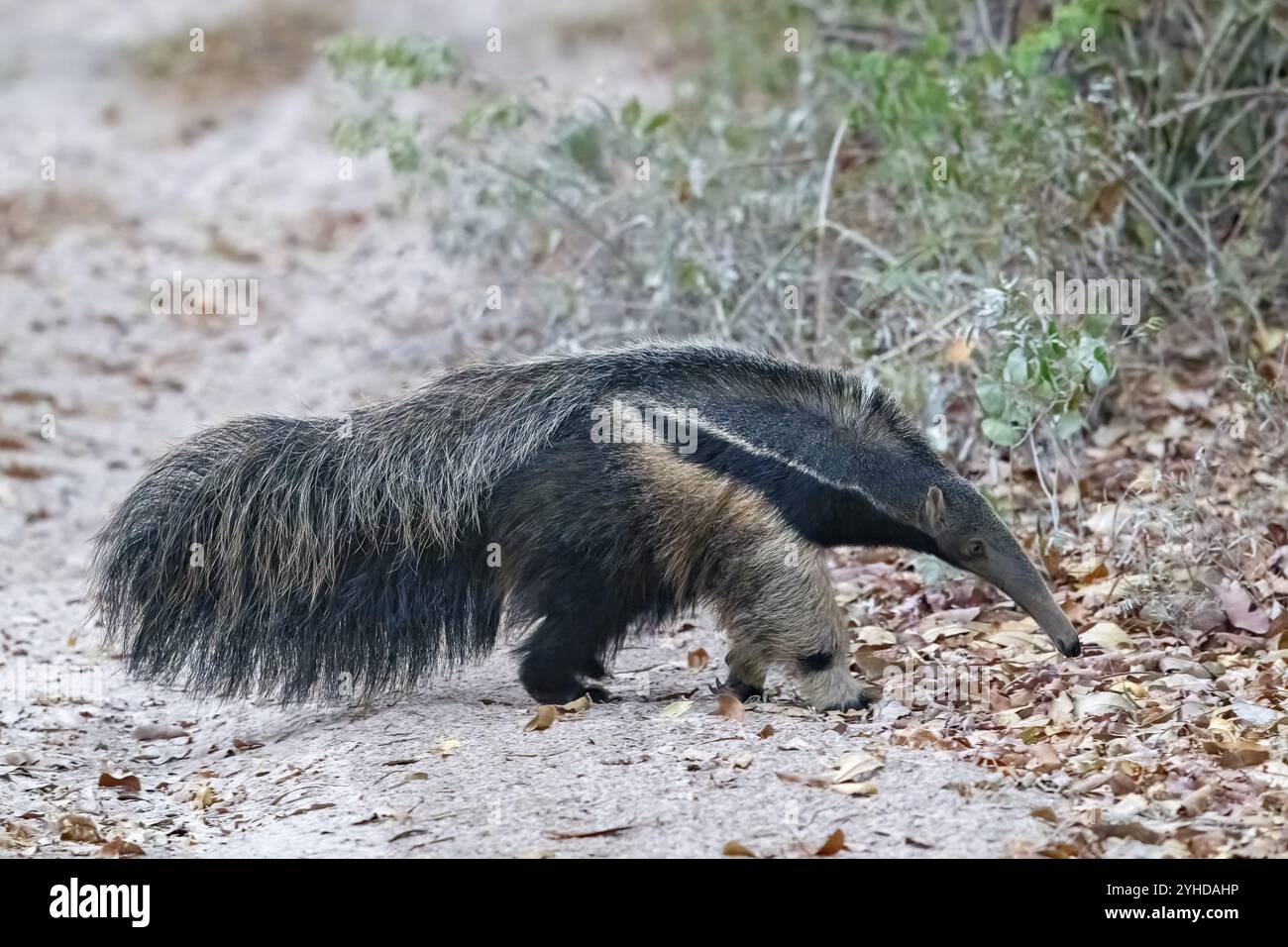Giant anteater (Myrmecophaga tridactyla), at dusk, in front of sunrise ...