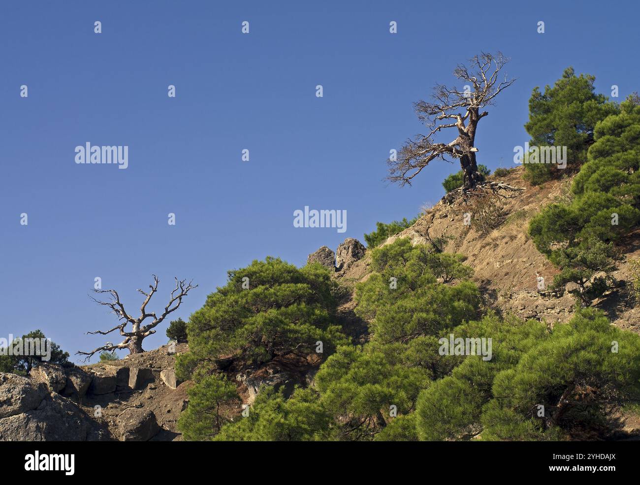 Crimean landscape with dead pine trees Stock Photo - Alamy