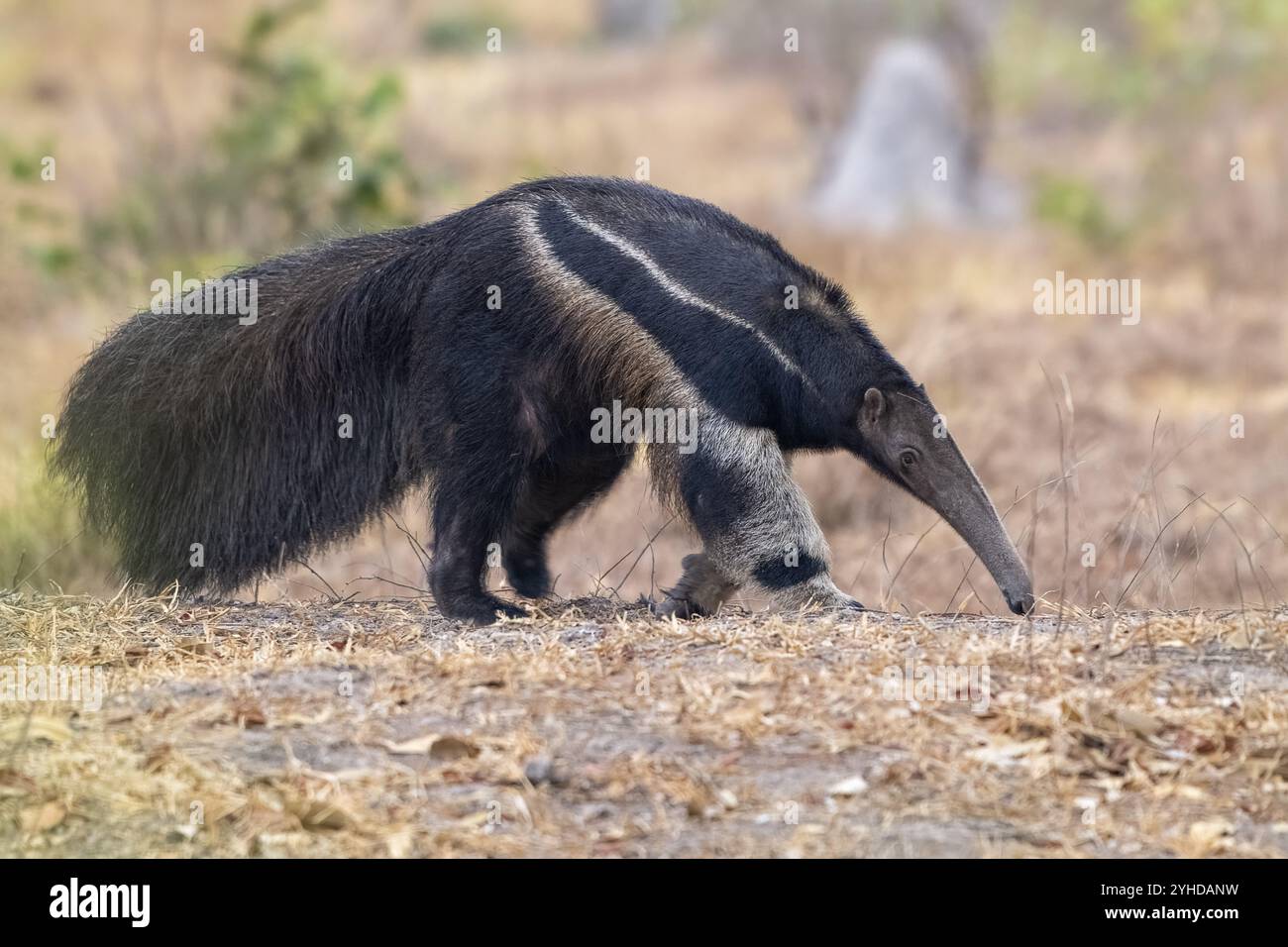Giant anteater (Myrmecophaga tridactyla), at dusk, in front of sunrise ...