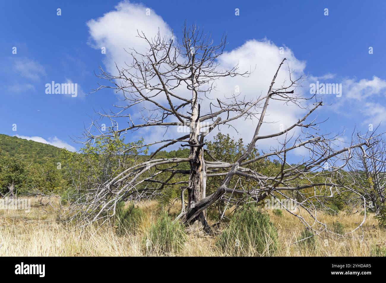 The dried relic juniper (Juniperus excelsa) in the Crimean mountains ...