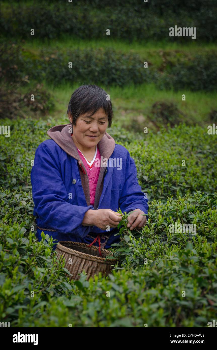 Dragon Well Green Tea Plantation near Hangzhou, Zhejiang province ...