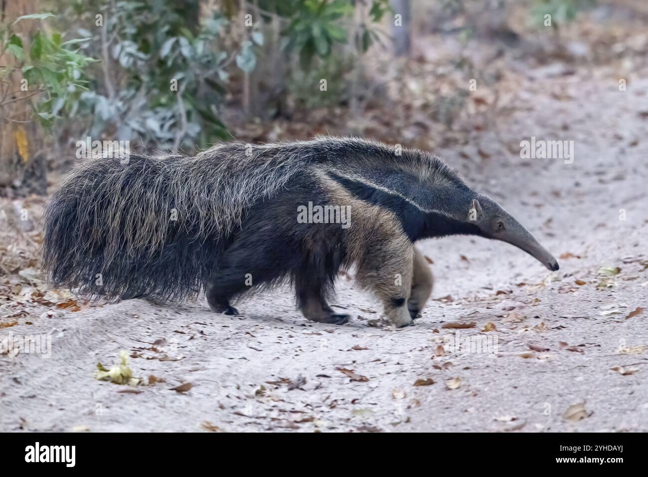 Giant anteater (Myrmecophaga tridactyla), at dusk, in front of sunrise ...