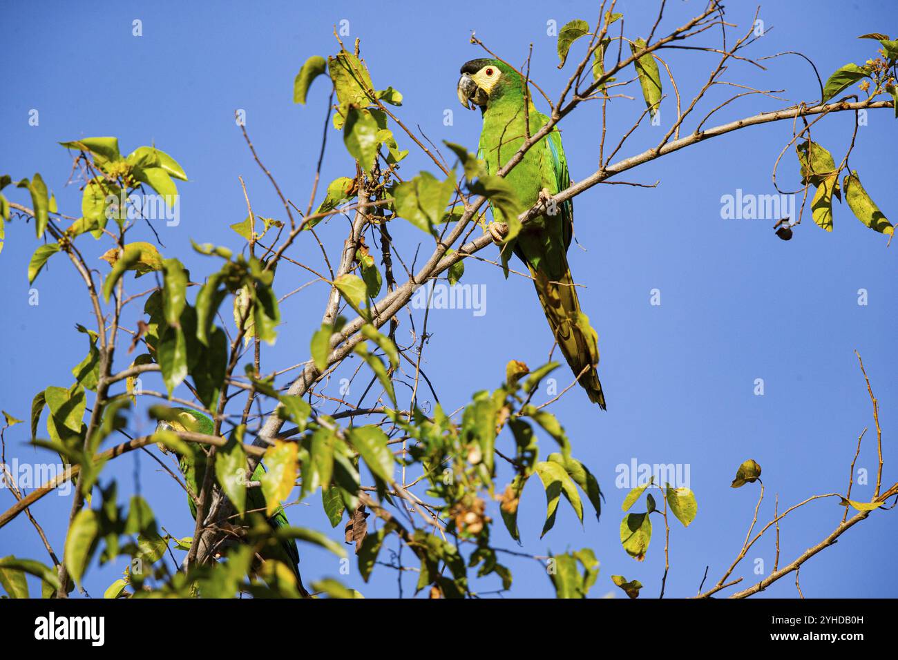 Collared Macaw (Primolius auricollis) Pantanal Brazil Stock Photo - Alamy