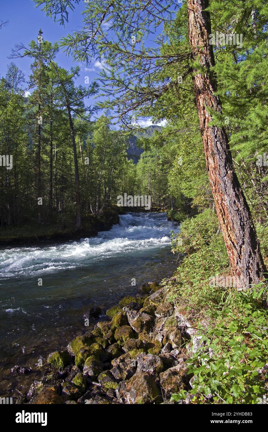 Rapids in a small river in the eastern Sayan. Siberia, Russia, Europe ...