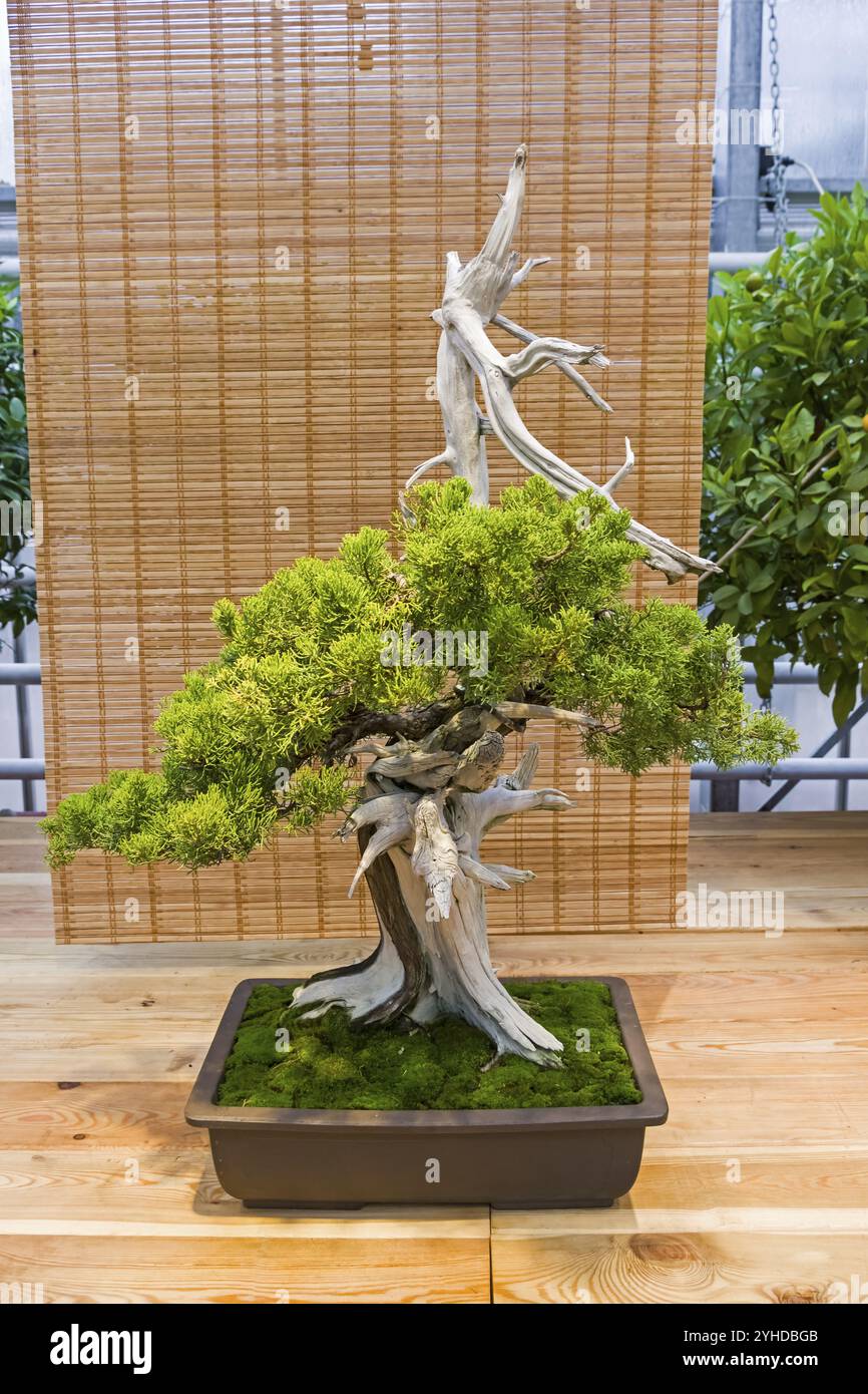 Bonsai, Chinese juniper (Juniperus chinensis) . Age, about 100 years ...
