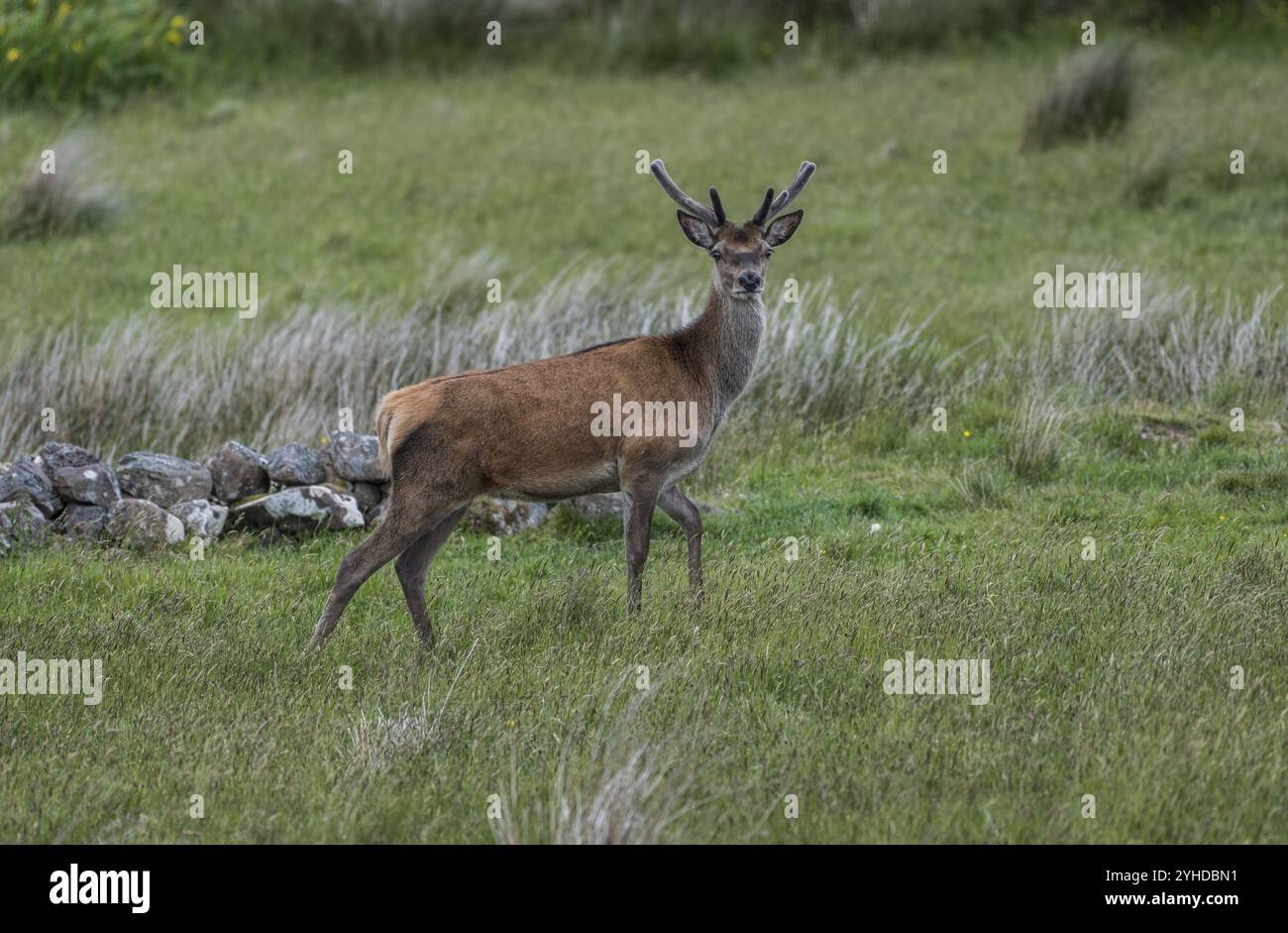 Red deer (Cervus elaphus), stag with unswept antlers, Culkein, Scotland ...