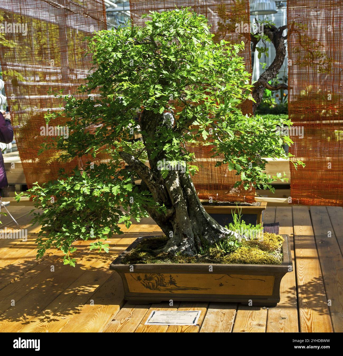 May-tree (Crataegus), Bonsai in the style of Stock Photo - Alamy