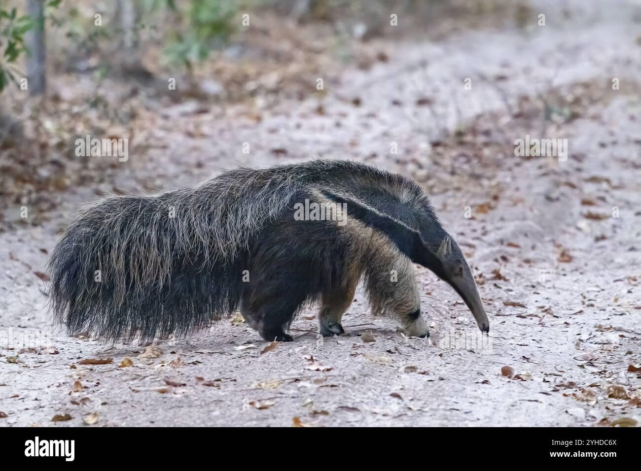 Giant anteater (Myrmecophaga tridactyla), at dusk, in front of sunrise ...