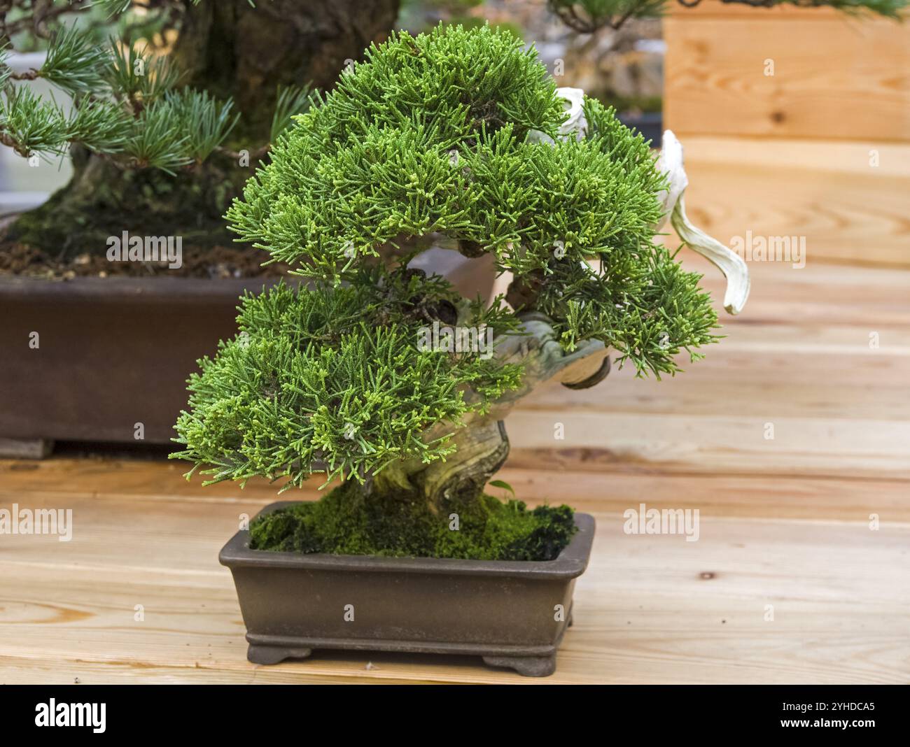 Bonsai, Chinese juniper (Juniperus chinensis) . Age, about 40 years ...