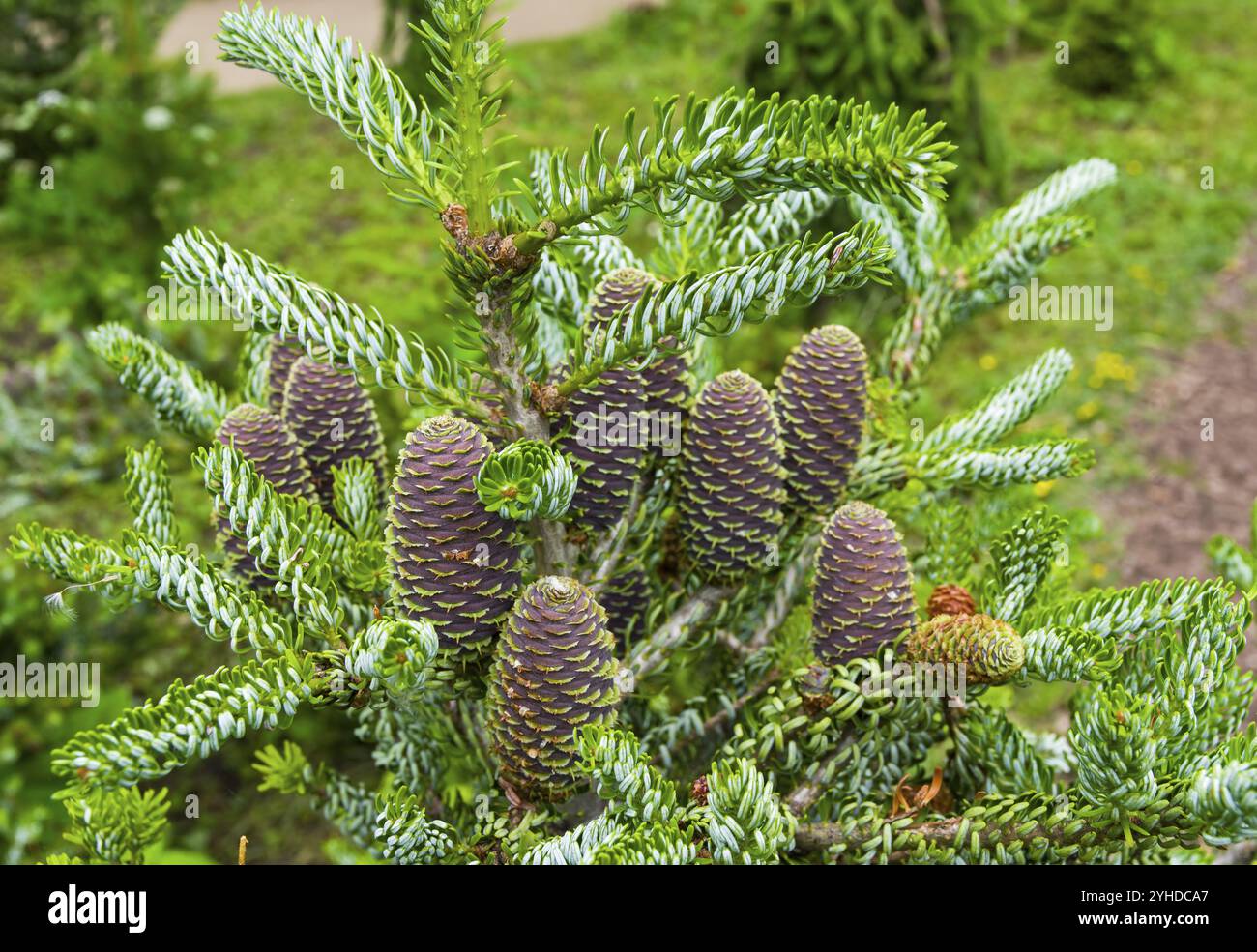 Fir abies cones conifers pinaceae hi-res stock photography and images ...
