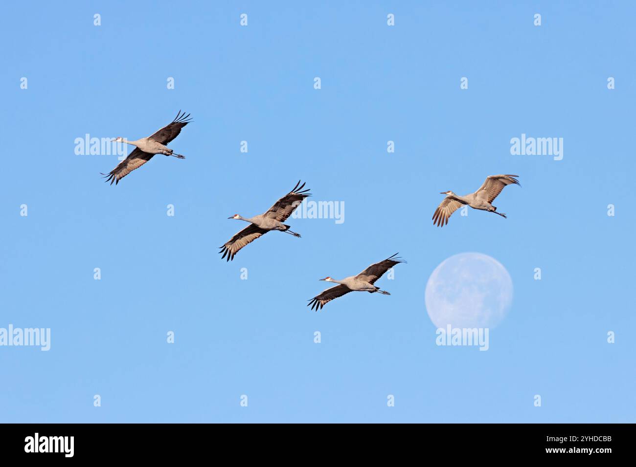 A flock of sandhill cranes fly through the rising morning moon Stock ...