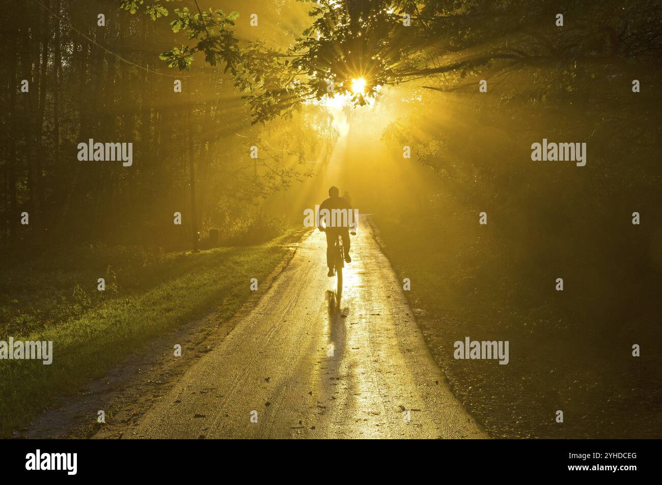 The sun's rays break through the fog. Early evening Stock Photo - Alamy