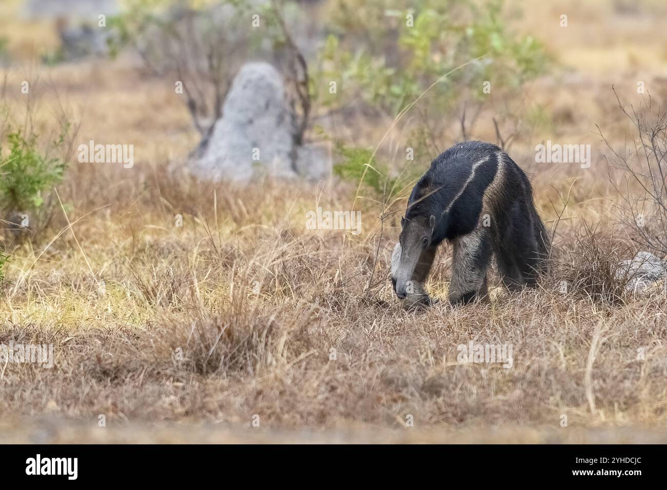 Giant anteater (Myrmecophaga tridactyla), at dusk, in front of sunrise ...