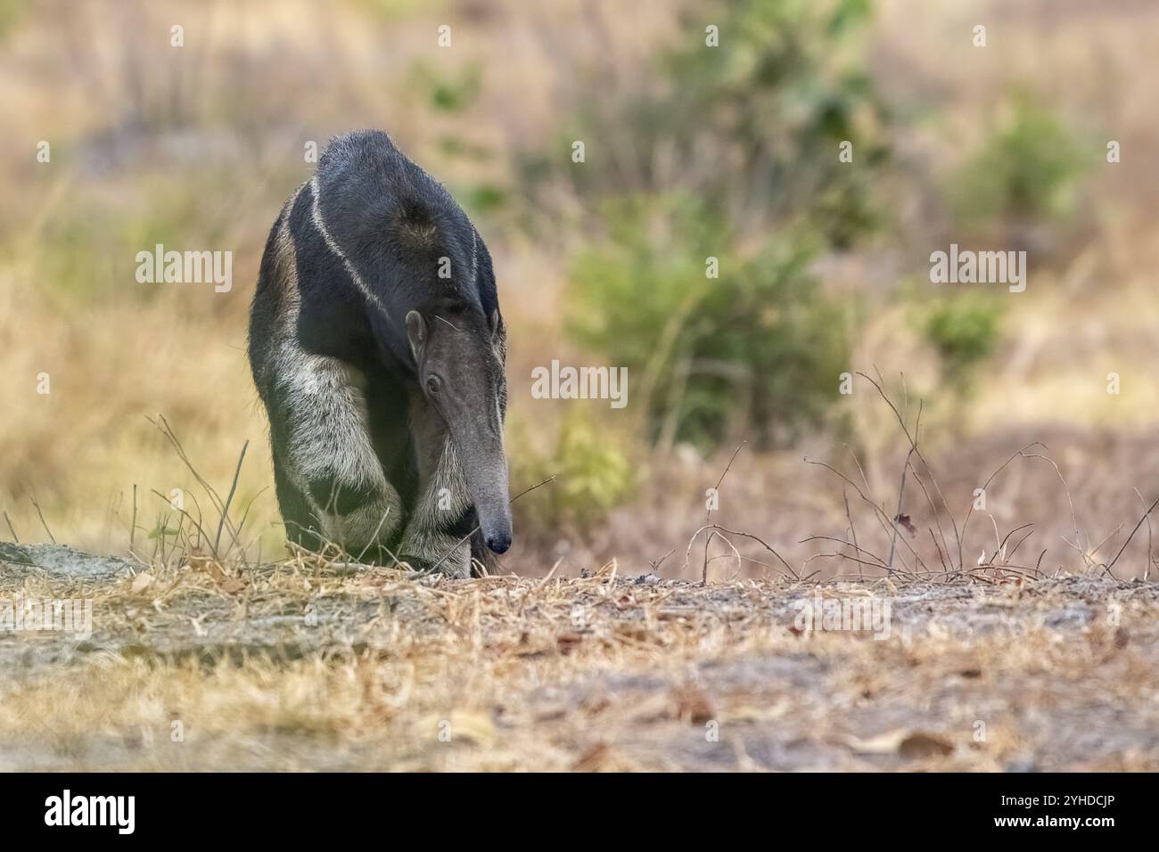 Giant anteater (Myrmecophaga tridactyla), at dusk, in front of sunrise ...