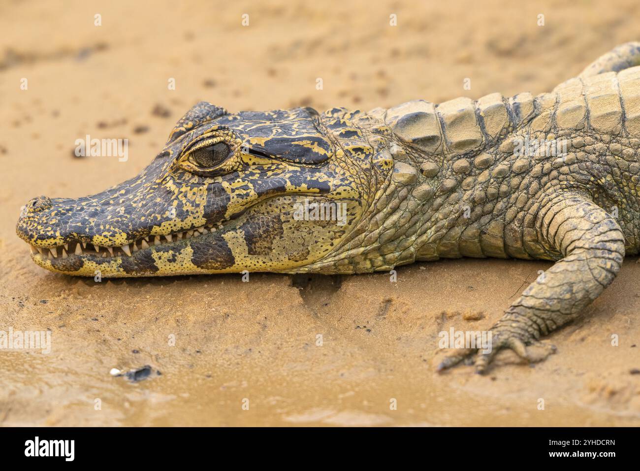 Spectacled caiman (Caiman crocodilus yacara), Crocodile (Alligatoridae ...