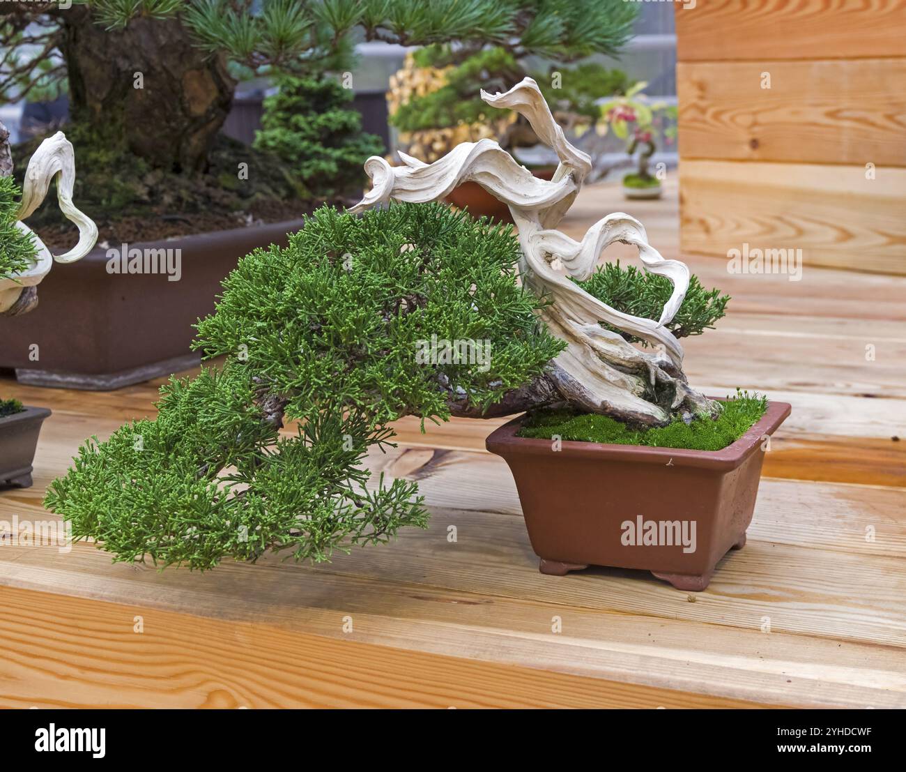 Chinese juniper hi-res stock photography and images - Alamy