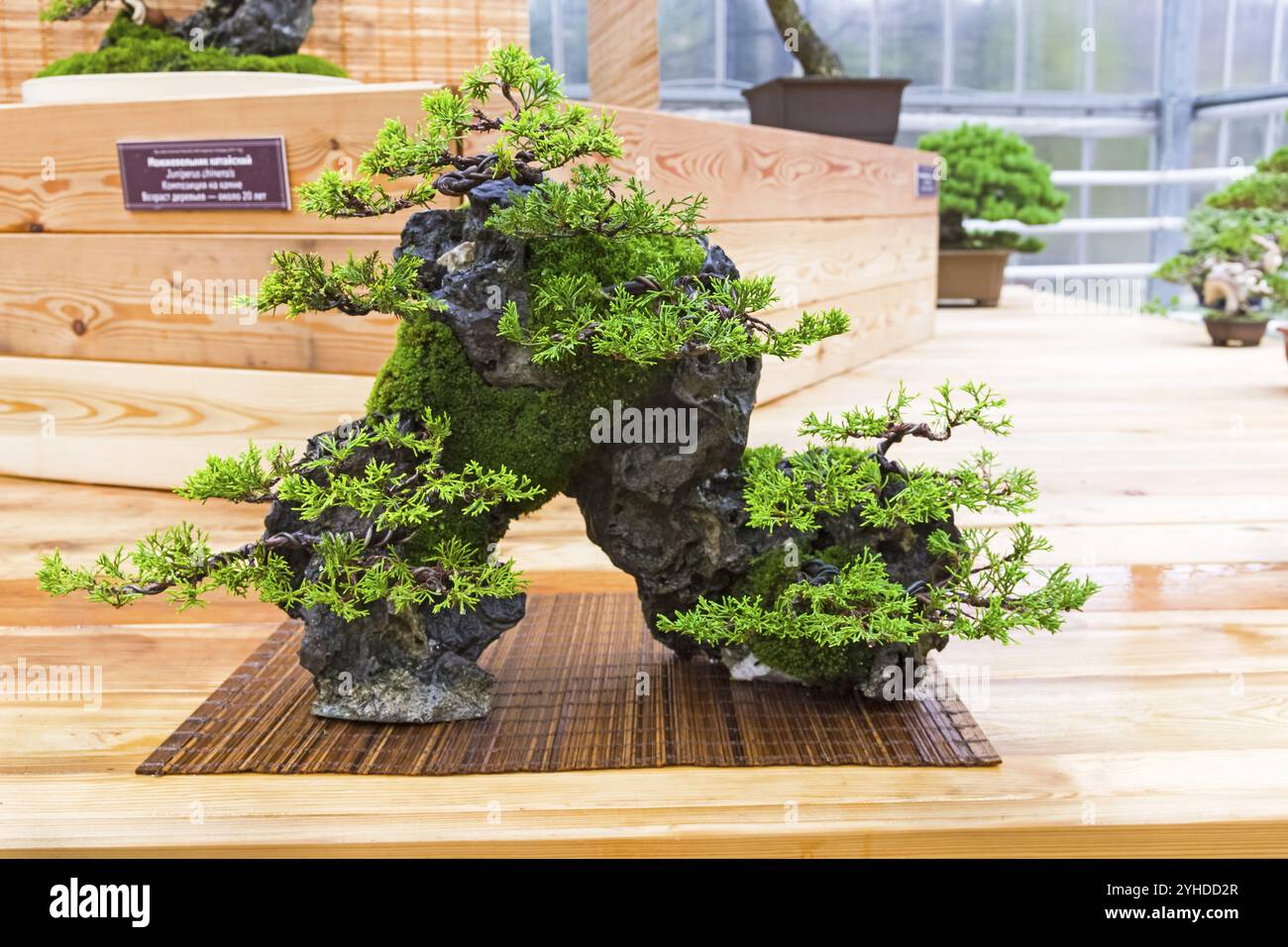 Bonsai, Chinese juniper (Juniperus chinensis) . Composition on a stone ...